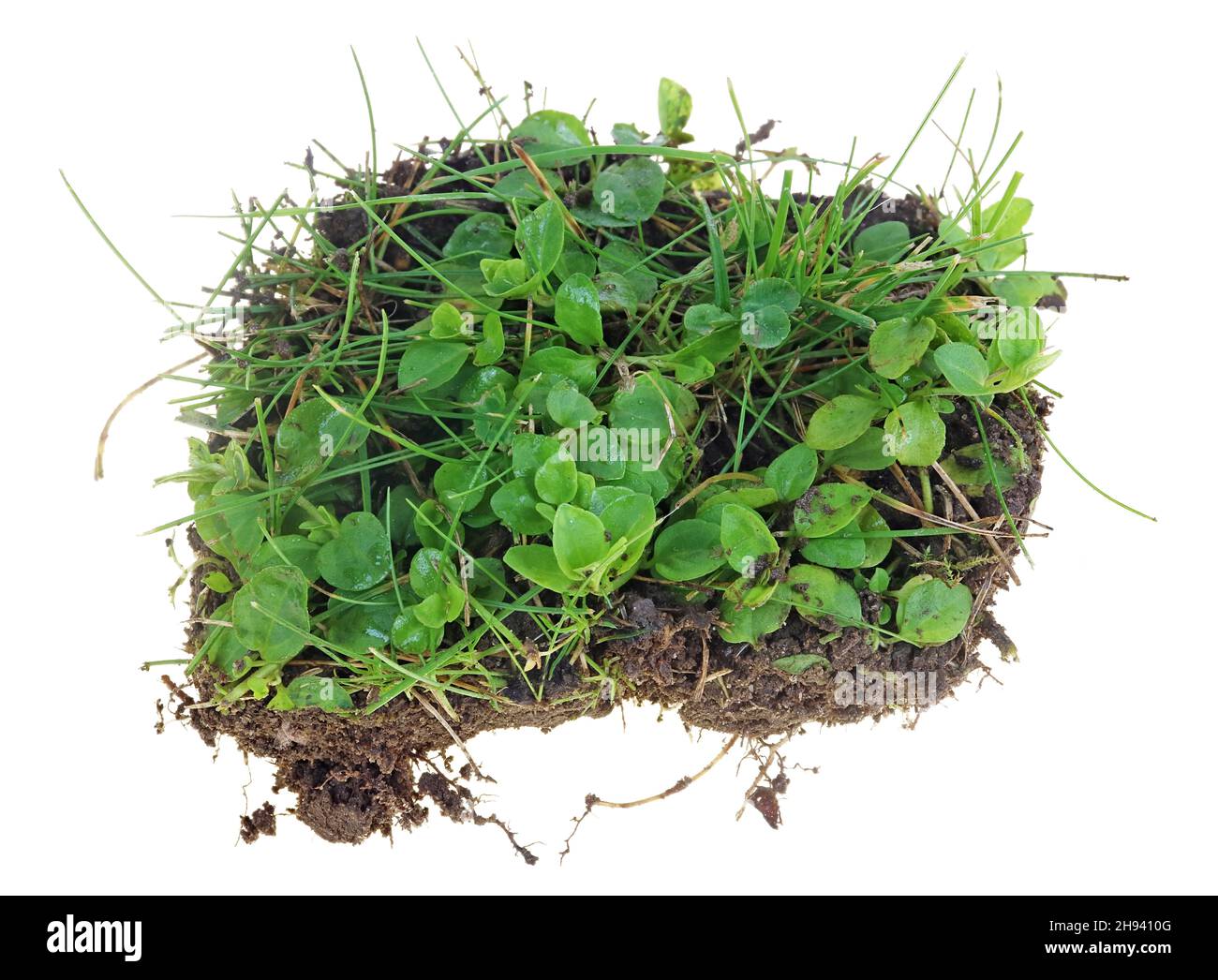 A piece of garden soil with compost, weeds and roots. Isolated on white ...