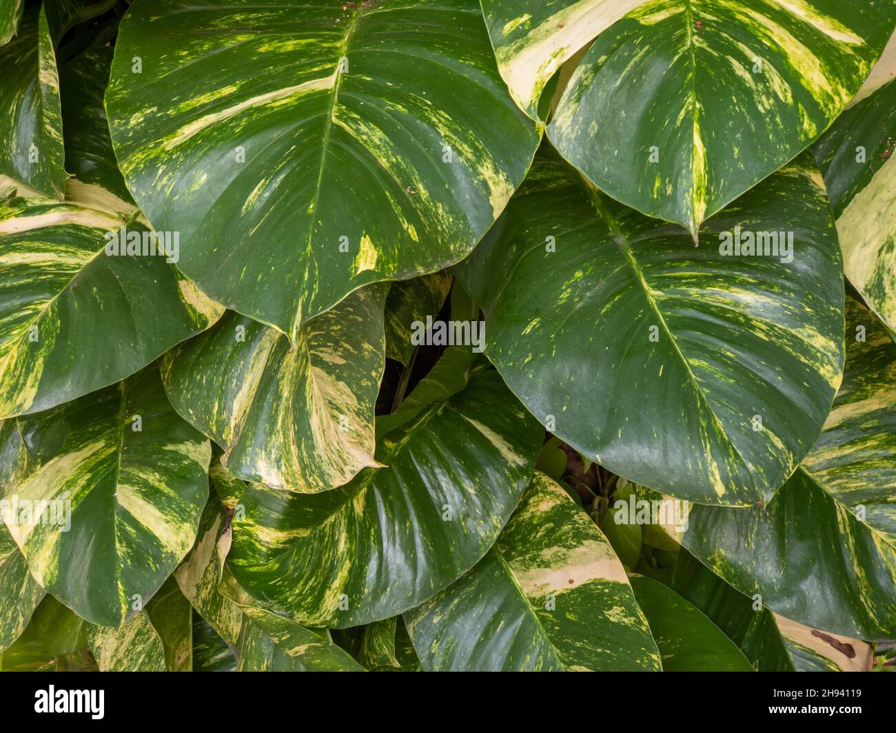 abstract all things green leaf texture, nature background, tropical ...