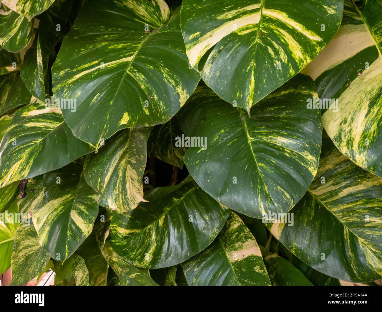 abstract all things green leaf texture, nature background, tropical ...