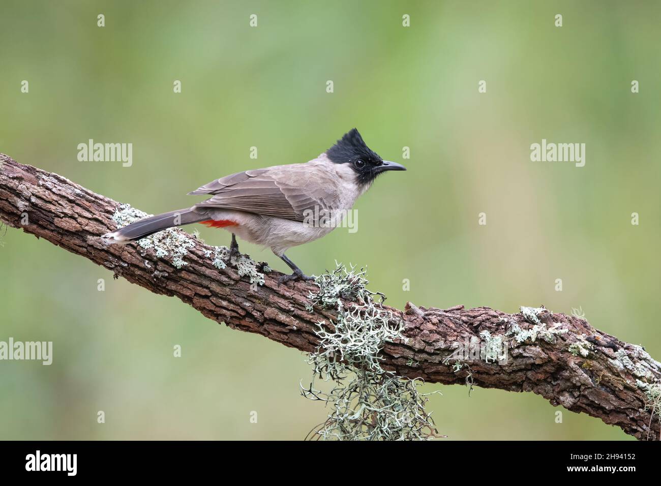 The sooty-headed bulbul (Pycnonotus aurigaster) is a species of ...