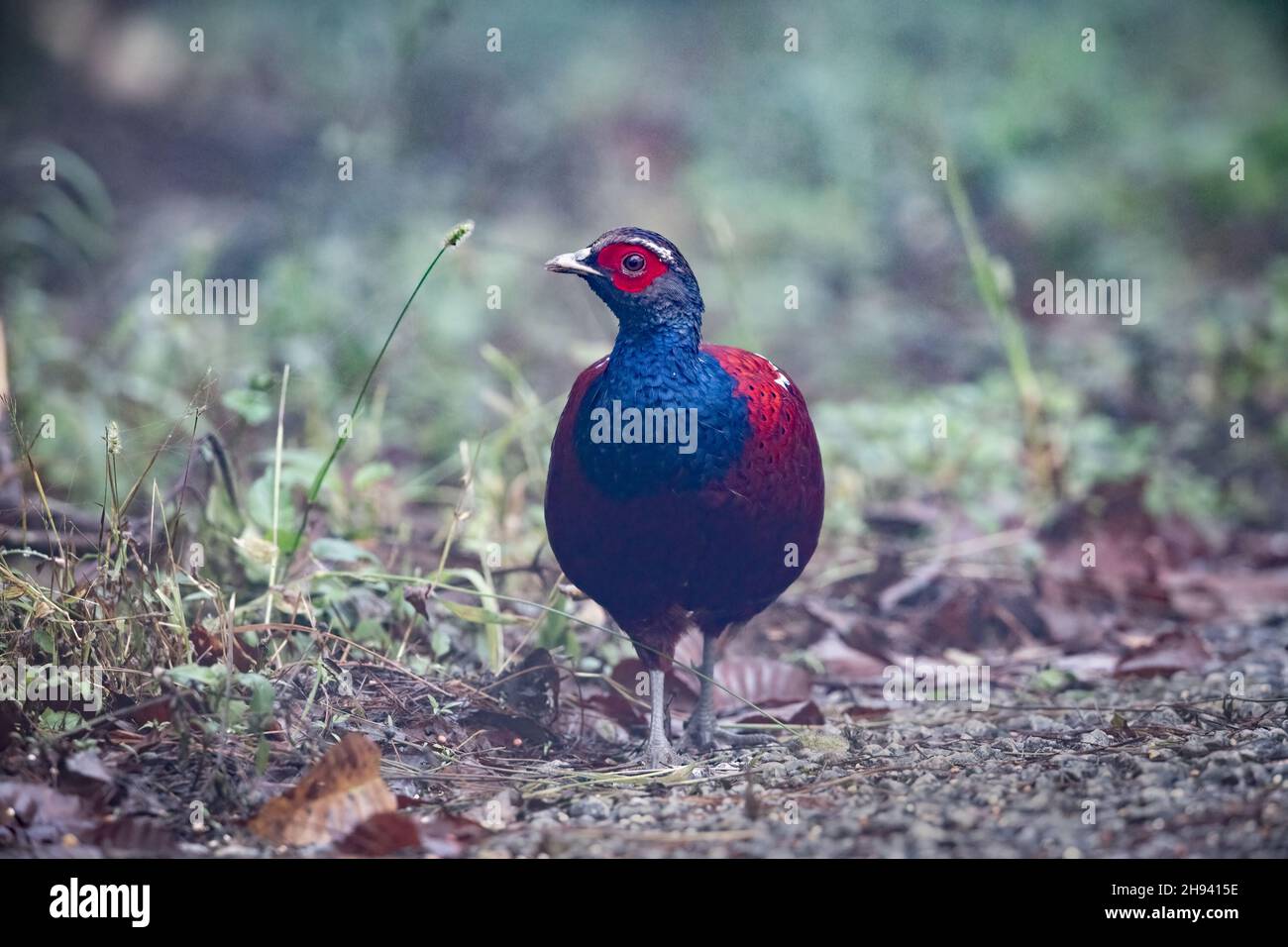 Mrs. Hume's pheasant (Syrmaticus humiae), also known as Hume's pheasant ...