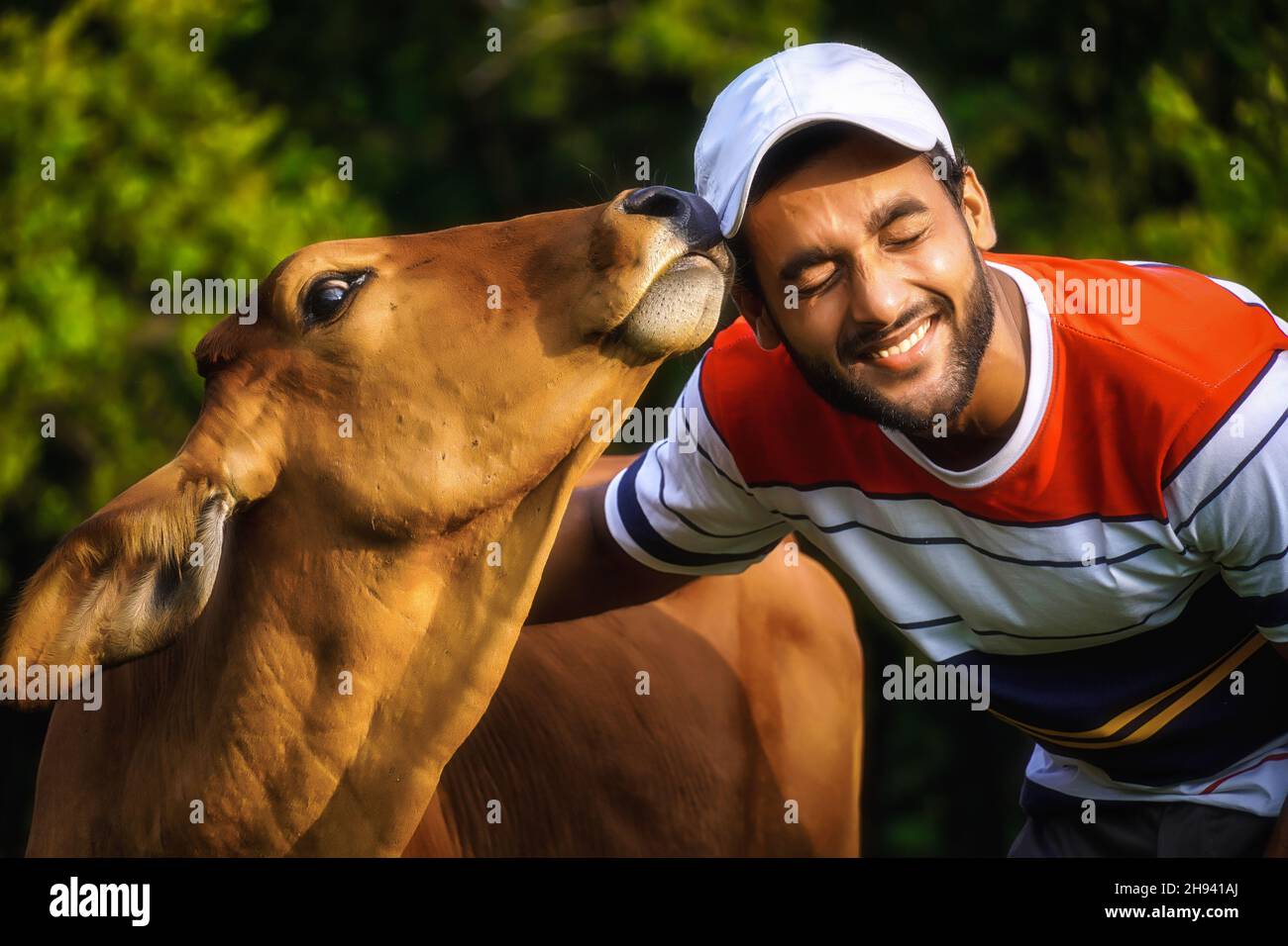 man with beautiful cow and man playing with cow -animal care image ...