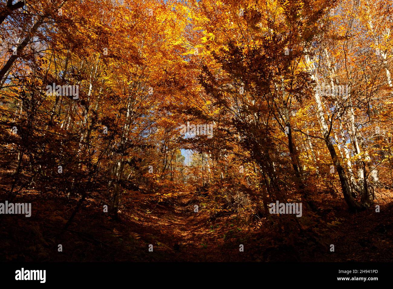 forest with fall colors Stock Photo - Alamy
