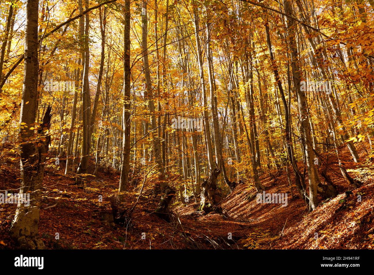 forest with fall colors Stock Photo - Alamy