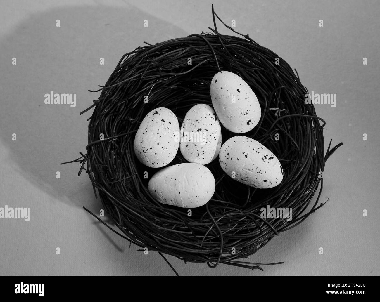 Nest eggs bird blue Black and White Stock Photos & Images - Alamy