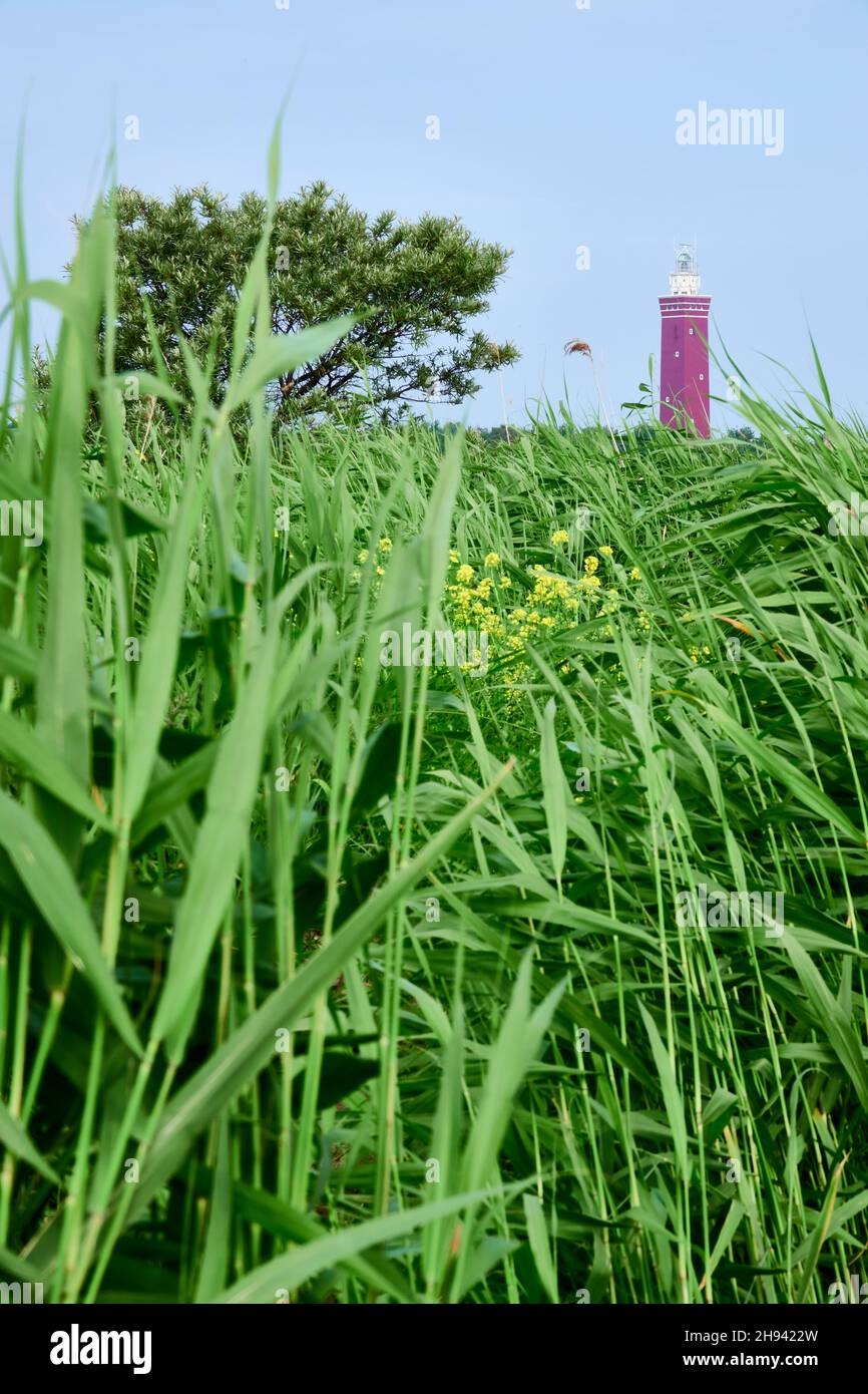 Green reed grass with yellow flowers and a small shrub, in the ...