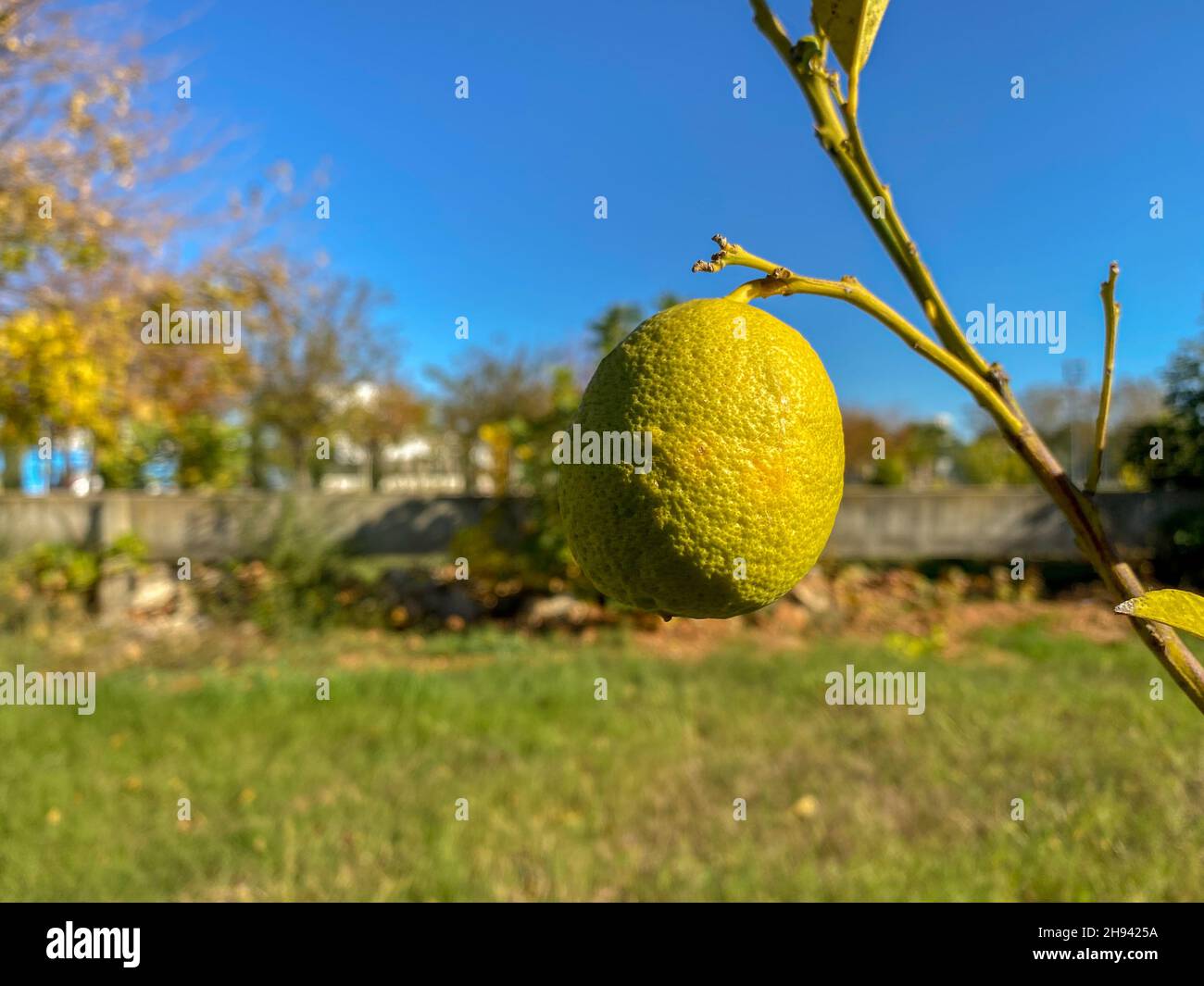 A lemon standing on a tree branch Stock Photo - Alamy