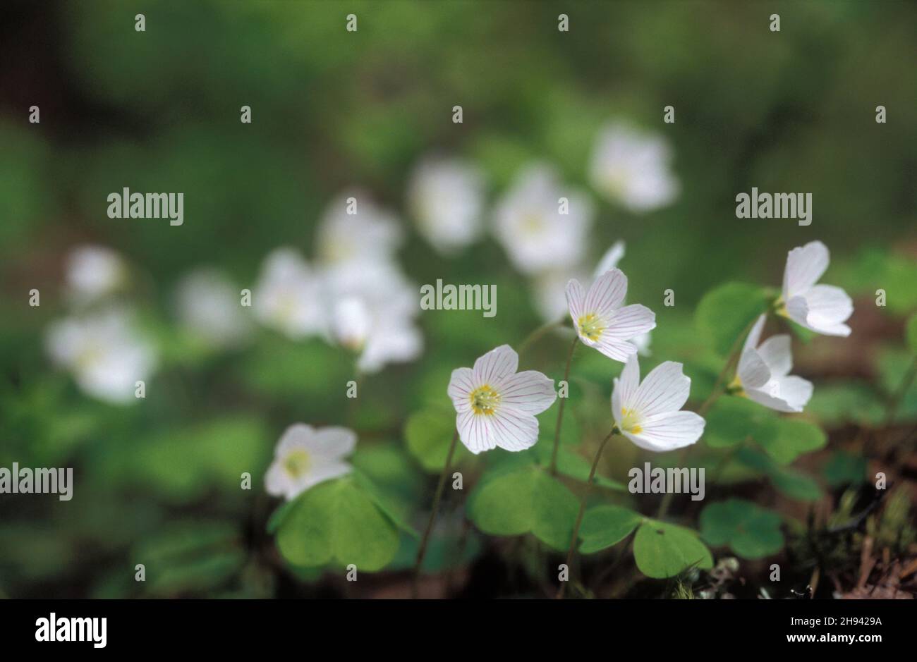Close up wiew of wood sorrel, common wood sorrel in a forest. Green ...