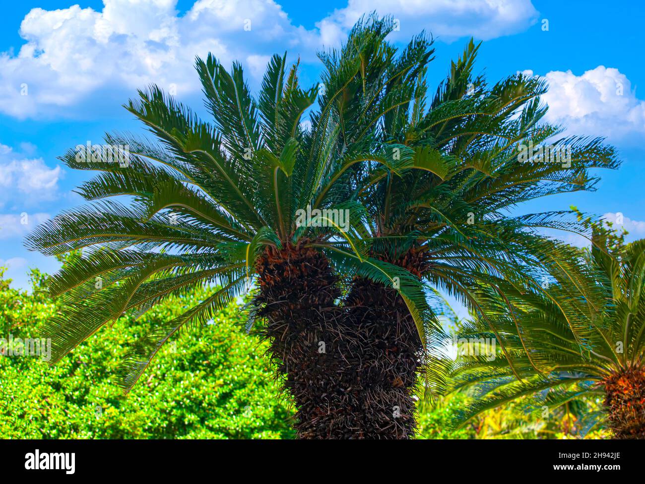 Palm tree with blue sky, tropical background. Selective focus Stock ...