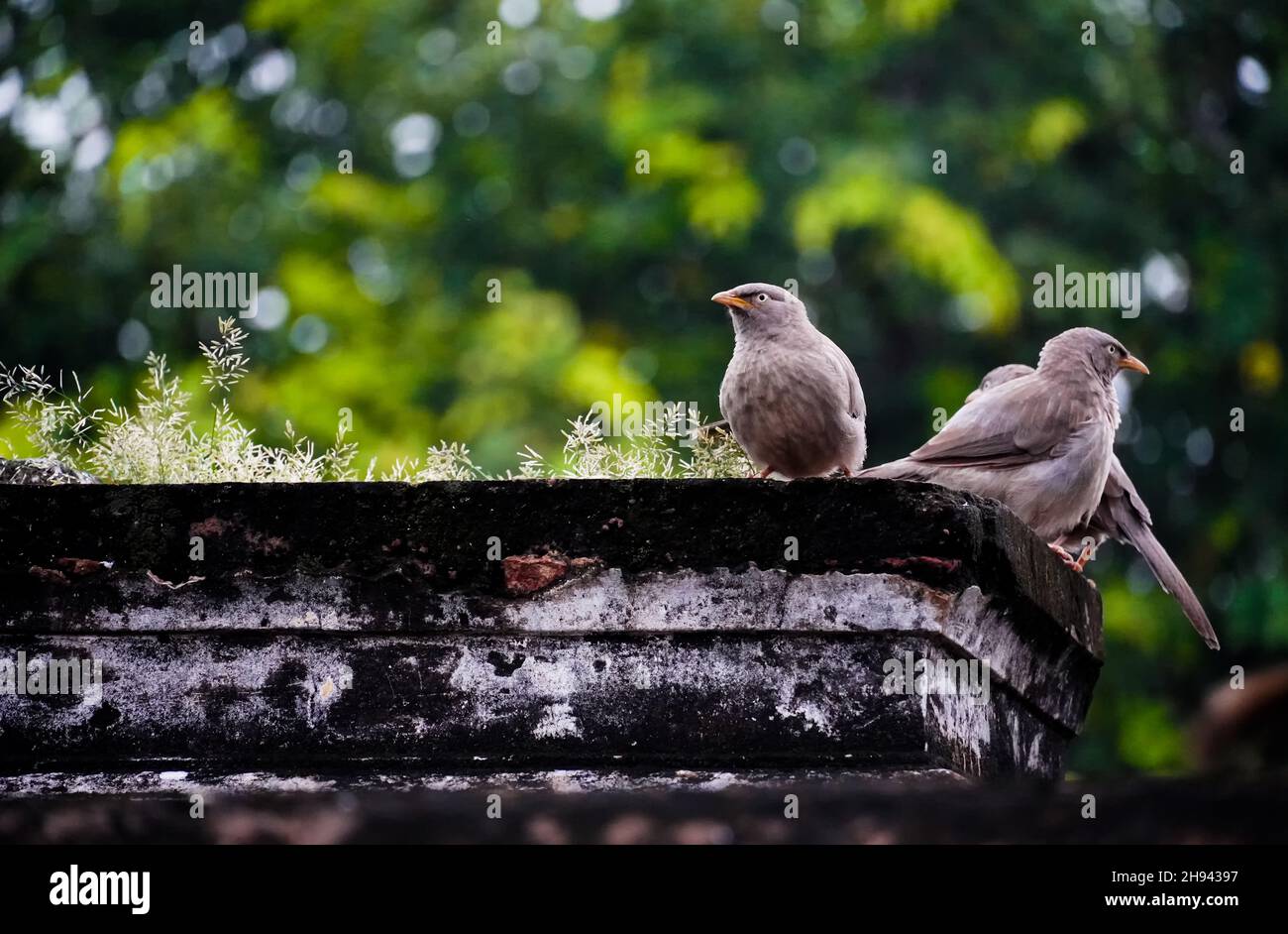 Beautiful birds images hi-res stock photography and images - Alamy