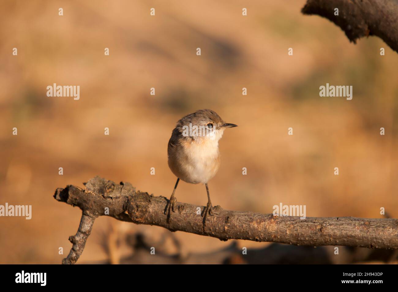 Family acrocephalidae hi-res stock photography and images - Alamy