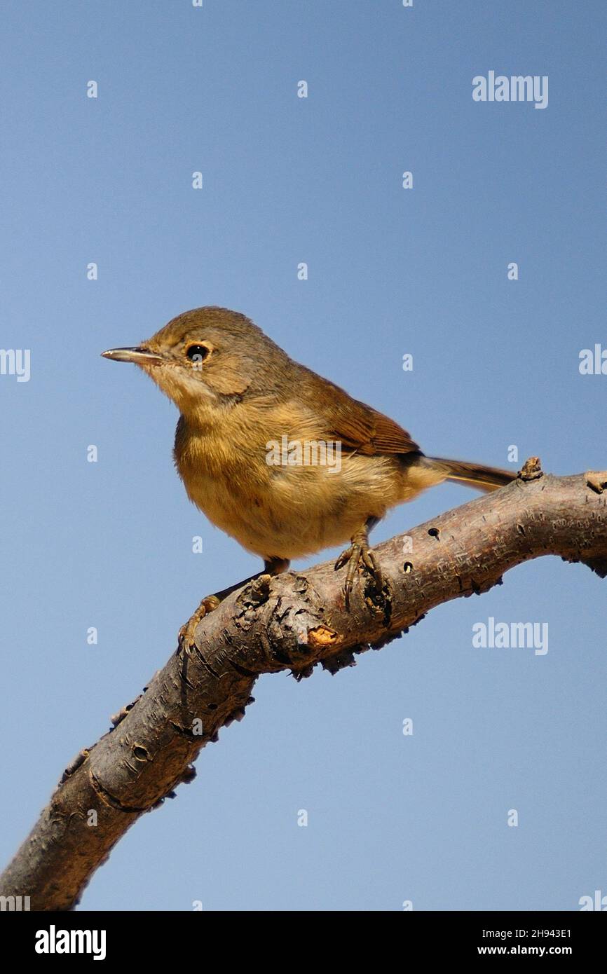 Acrocephalus Scirpaceus - The Common Carrisier - Ave Family Acrocephalidae Stock Photo - Alamy