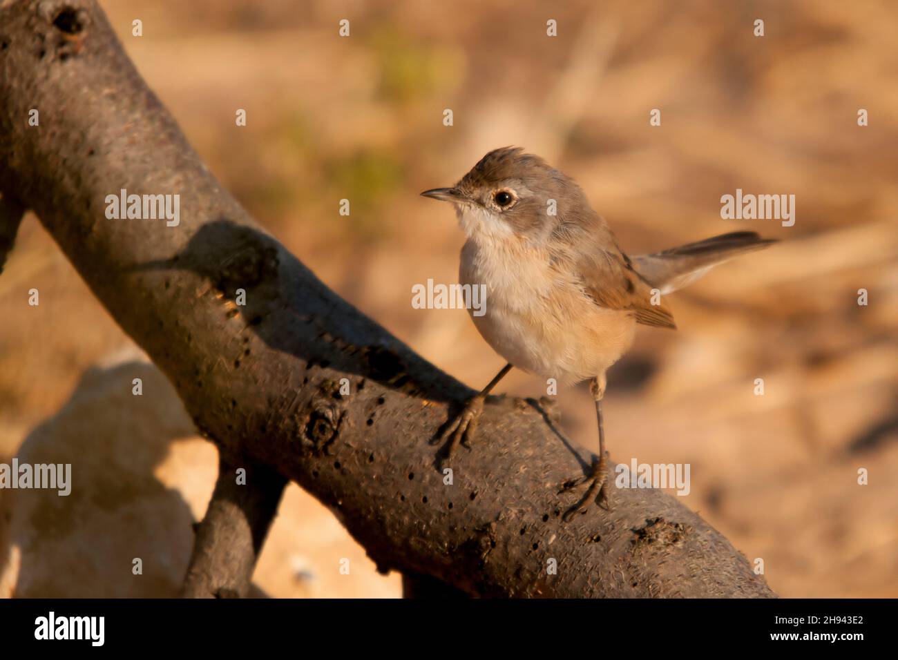 Family acrocephalidae hi-res stock photography and images - Alamy