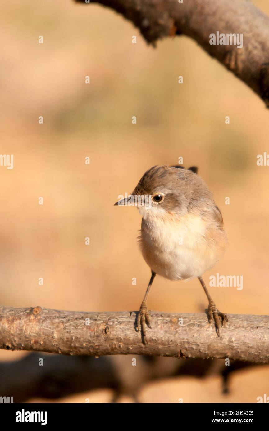 Family acrocephalidae hi-res stock photography and images - Alamy