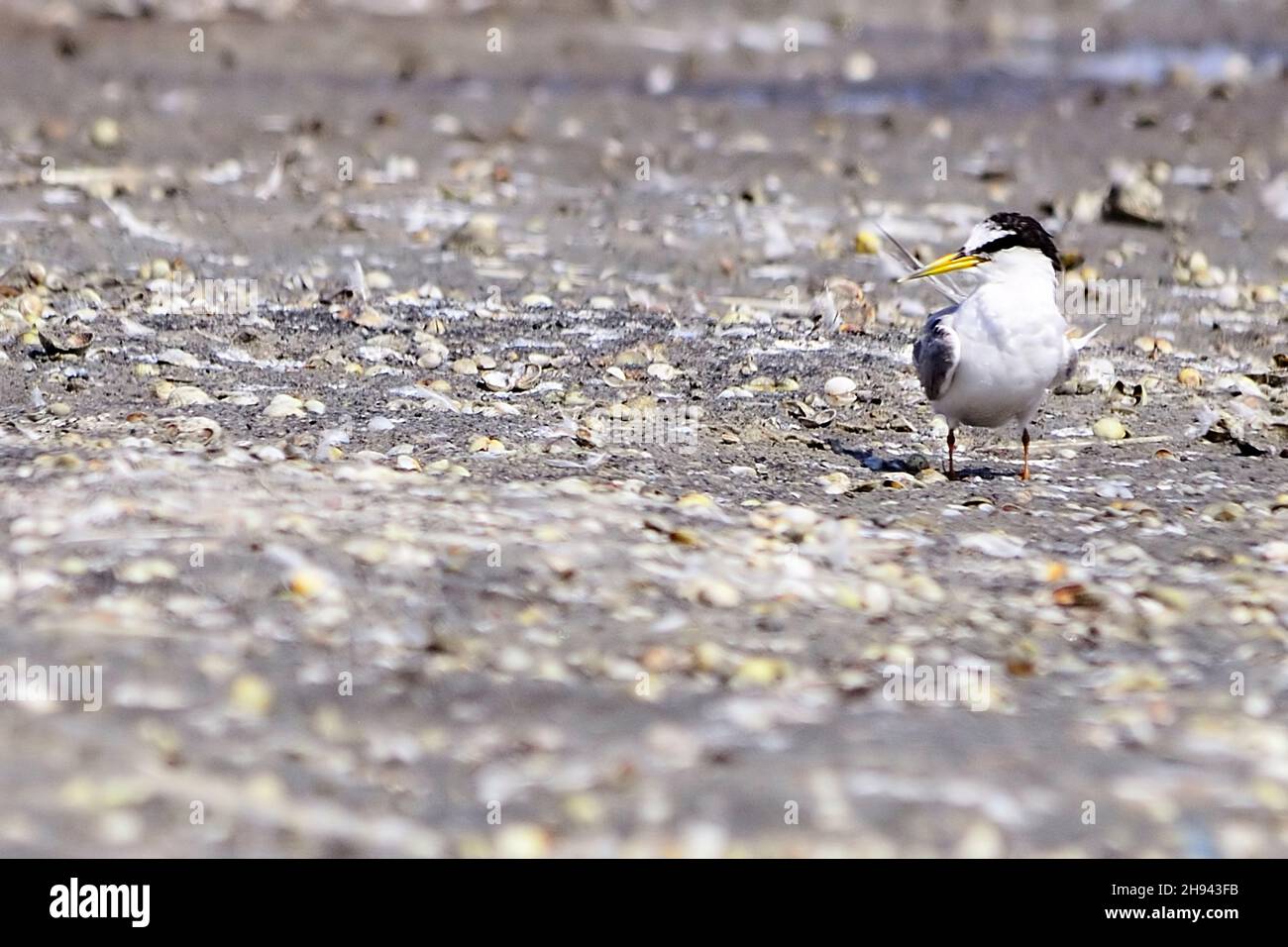 Sternula Albifrons - The common charrance is a bird of the Sternidae ...
