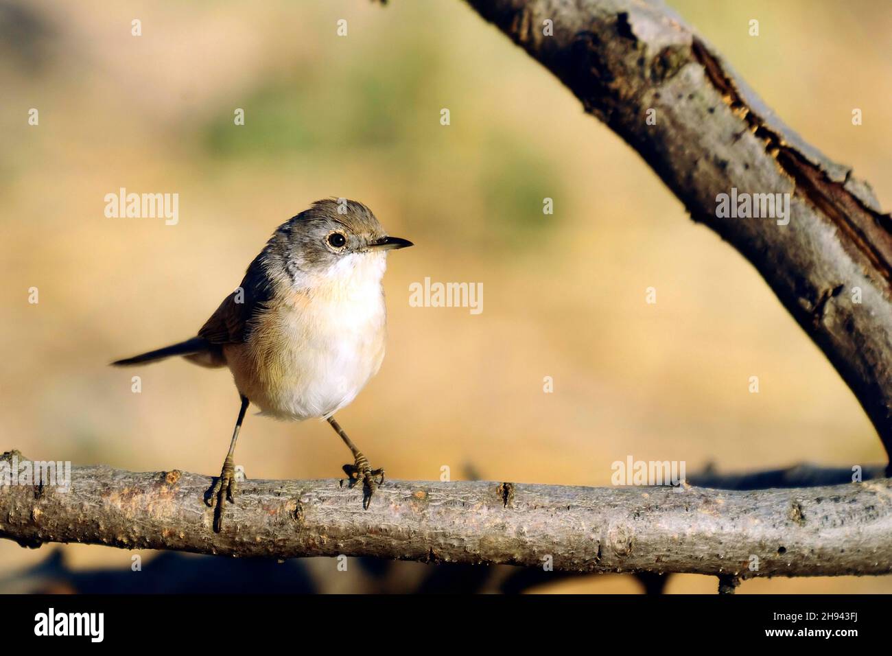Family acrocephalidae hi-res stock photography and images - Alamy