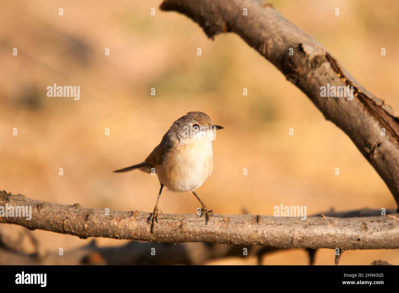 Family acrocephalidae hi-res stock photography and images - Alamy