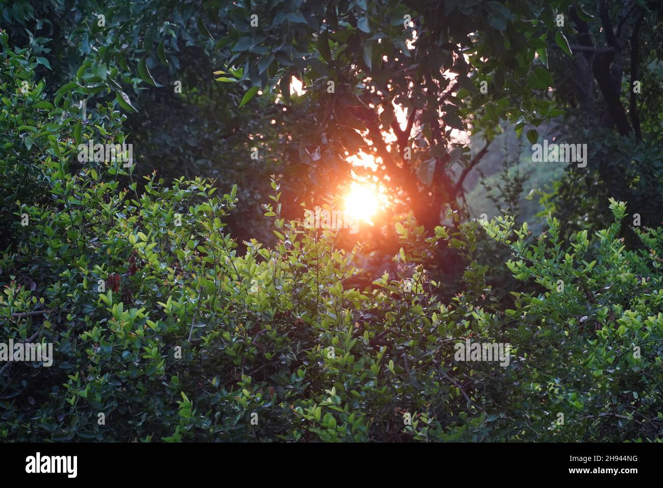Hd sunshine image hi-res stock photography and images - Alamy