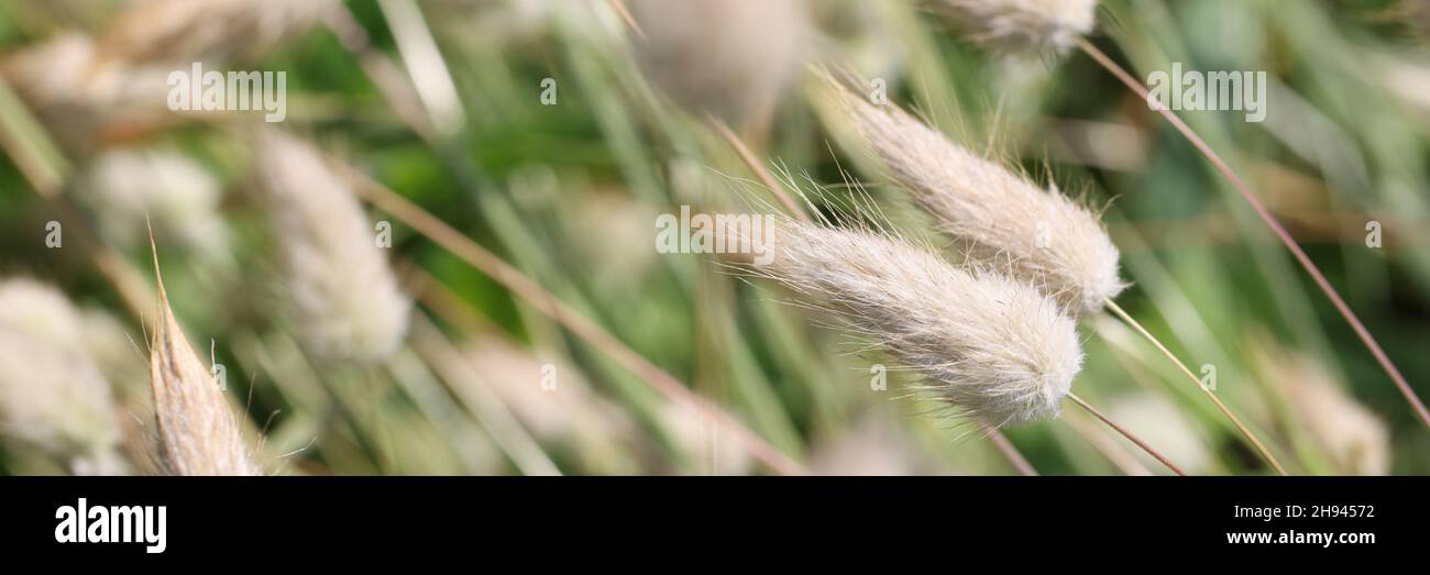 Bristle grass growing in garden closeup background Stock Photo - Alamy