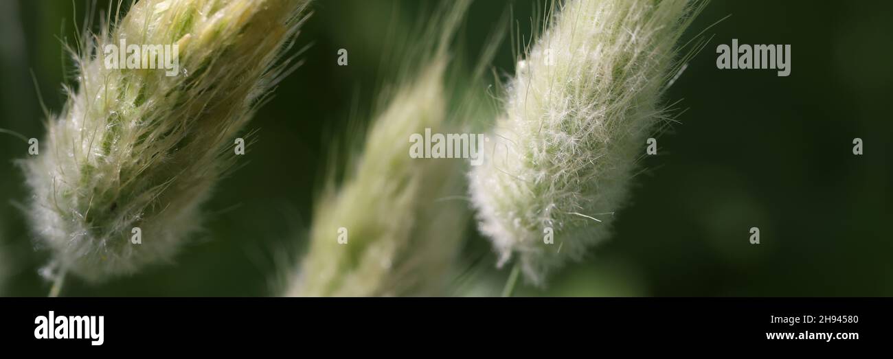 Closeup of bristle grass growing on meadow background Stock Photo - Alamy