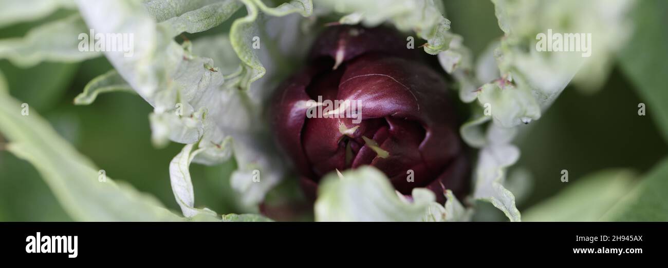 Unopened flower inflorescence hi-res stock photography and images - Alamy