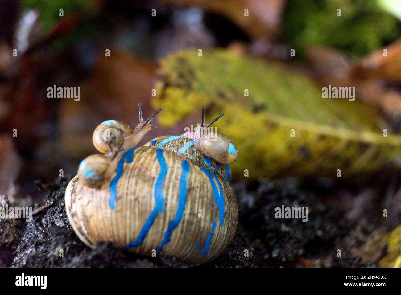 Baby garden snails hi-res stock photography and images - Alamy