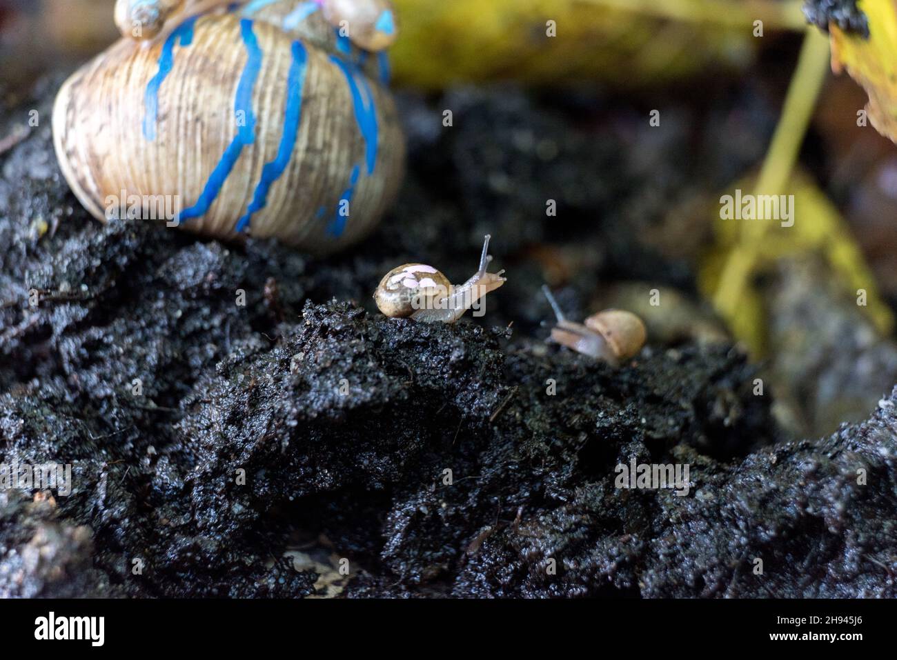 Painted burgundy snail with baby snails Stock Photo - Alamy
