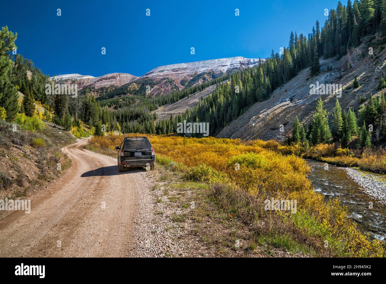 Mt Coffin, Wyoming Range, coyote willow shrubs, Greys River Road (FR ...