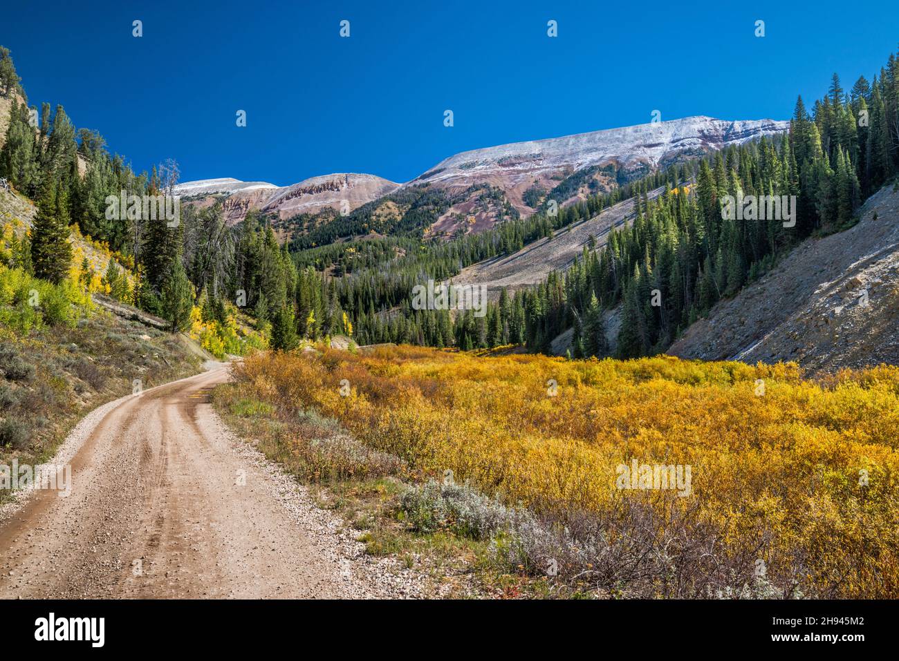 Mt Coffin, Wyoming Range, coyote willow shrubs, Greys River Road (FR ...