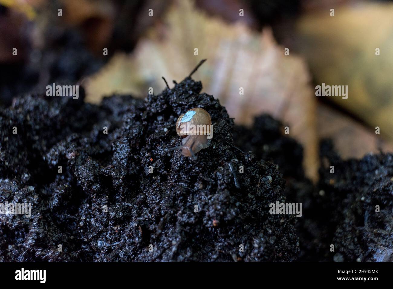 Painted burgundy snail with baby snails Stock Photo - Alamy
