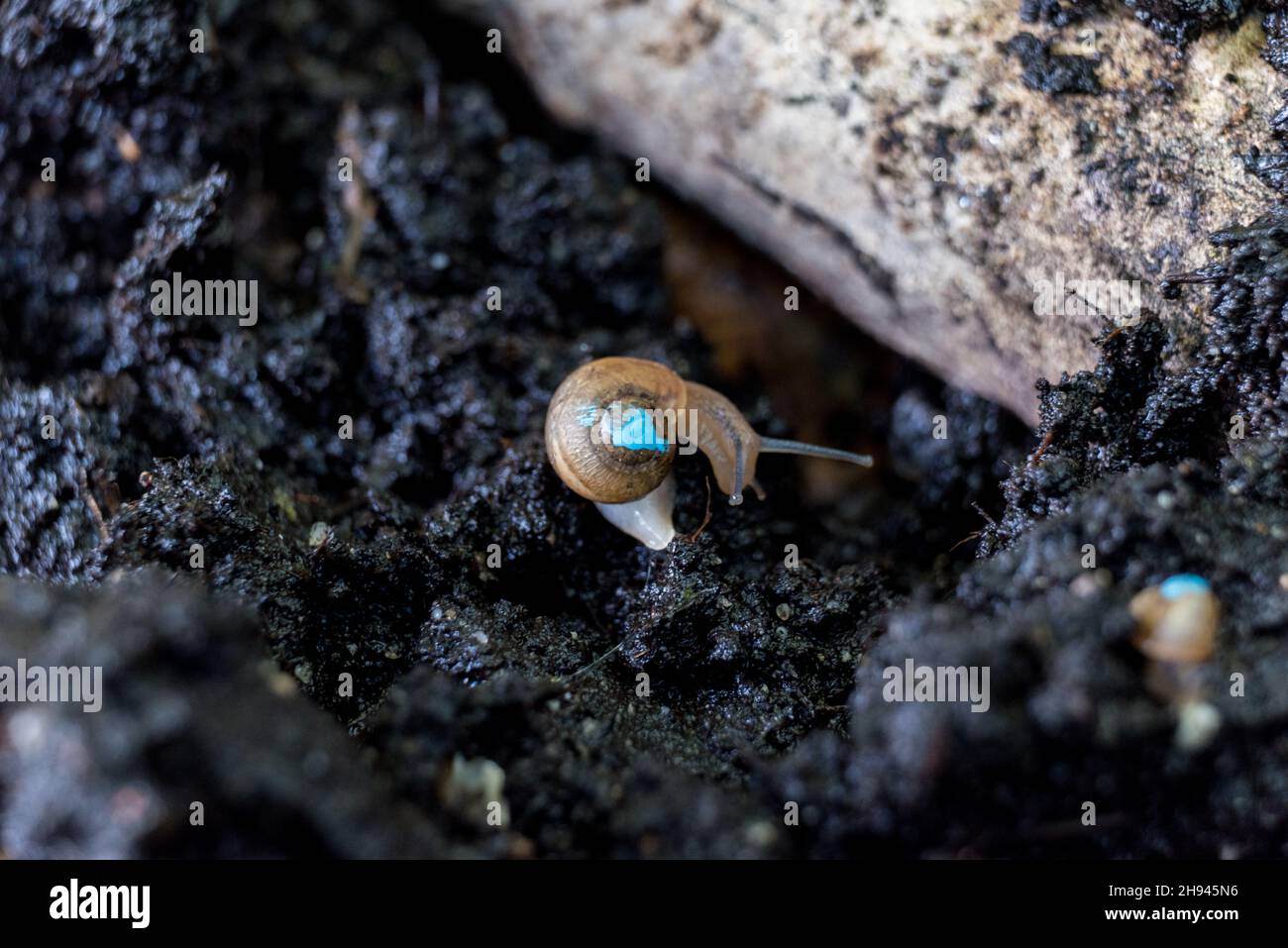 Roman snail baby hi-res stock photography and images - Alamy