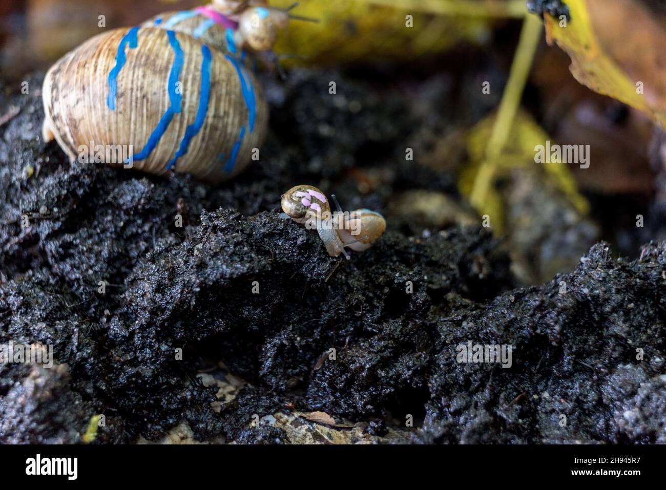 Roman snail baby hi-res stock photography and images - Alamy