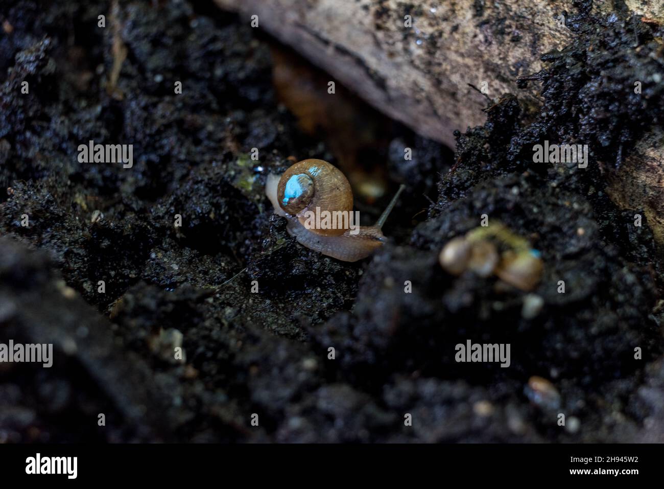 Roman snail baby hi-res stock photography and images - Alamy