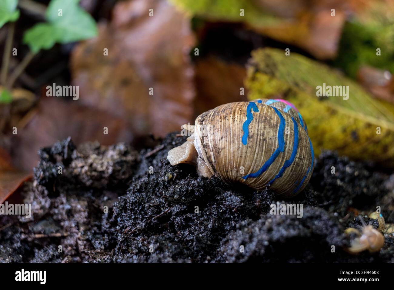 Roman snail baby hi-res stock photography and images - Alamy