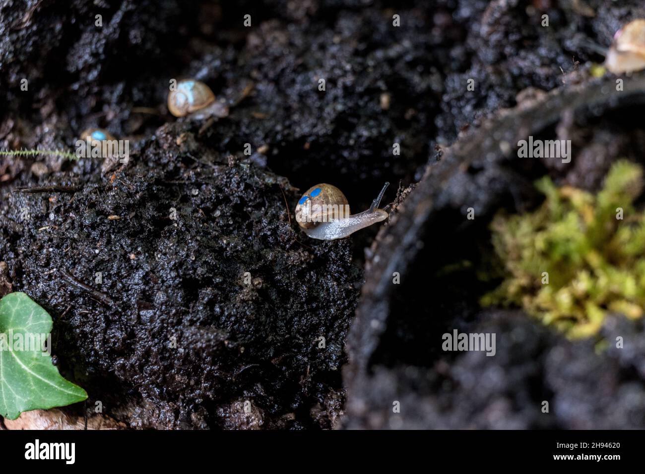 Roman snail baby hi-res stock photography and images - Alamy