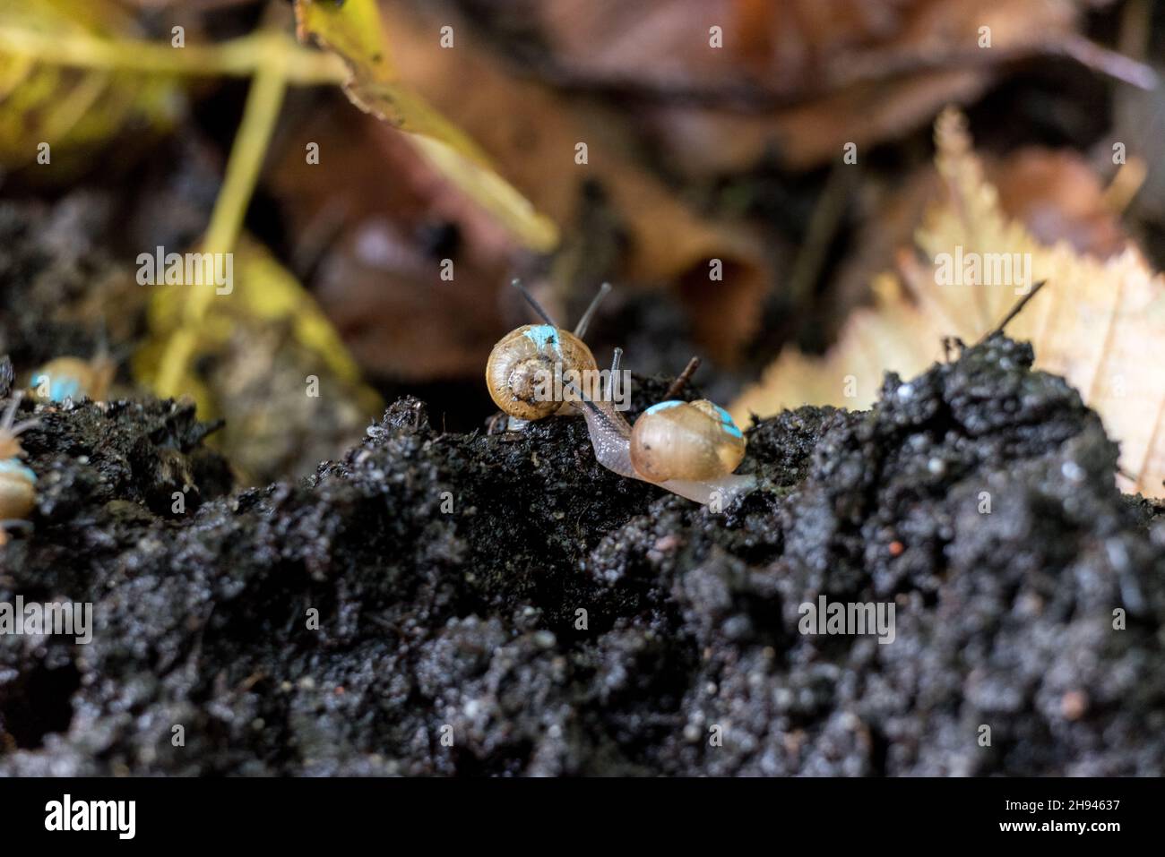 Painted burgundy snail with baby snails Stock Photo - Alamy