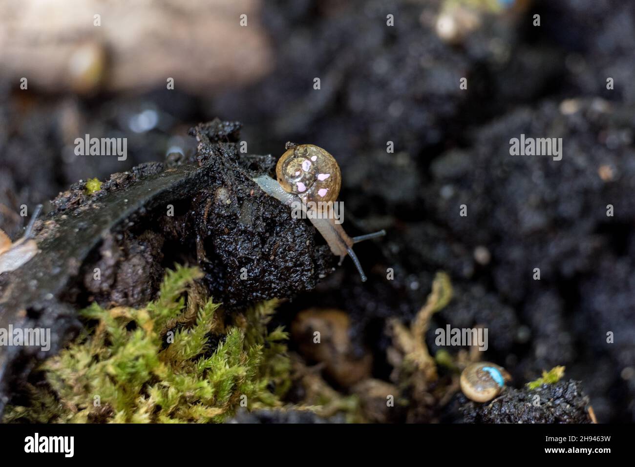 Roman snail baby hi-res stock photography and images - Alamy