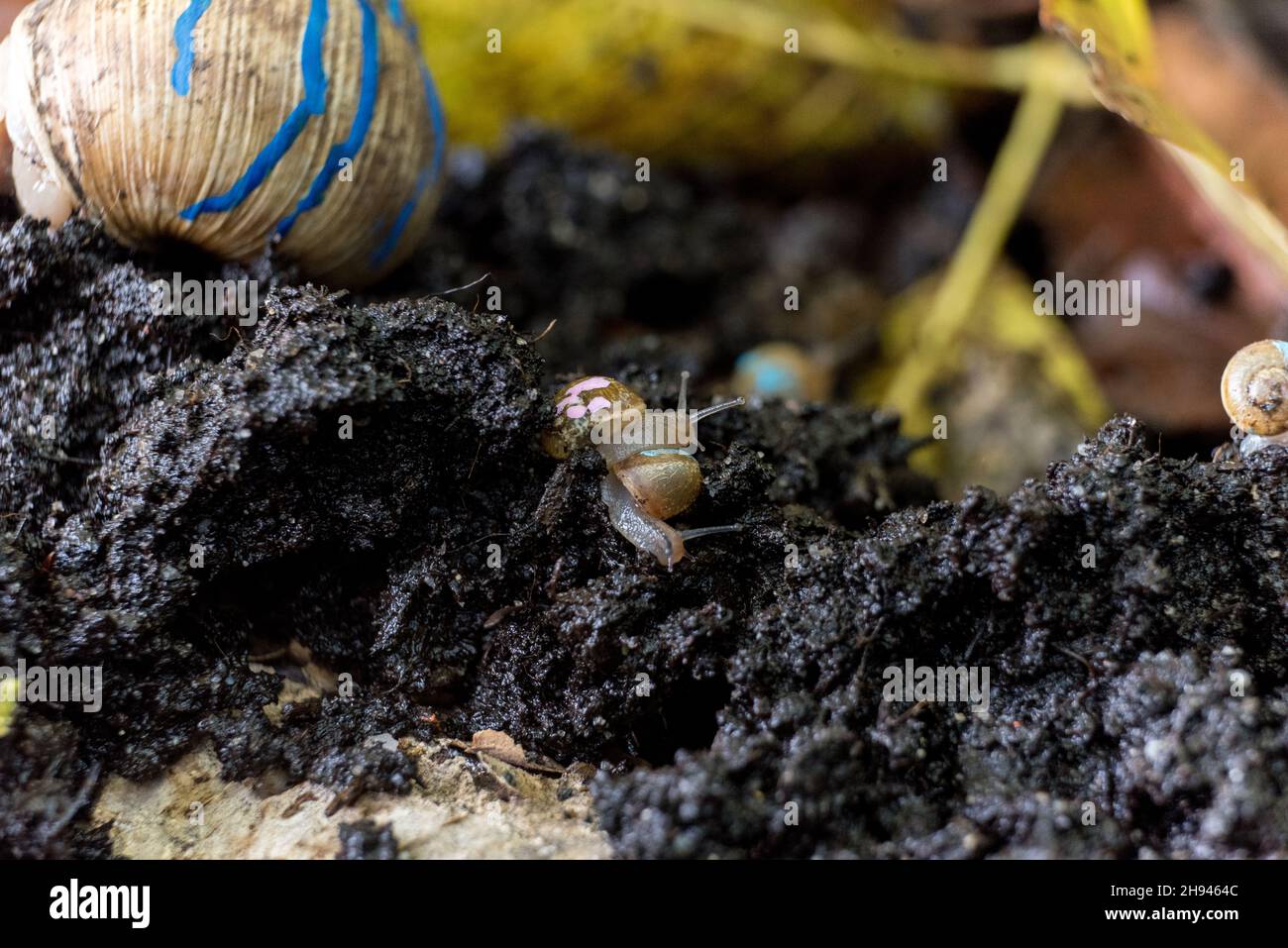 Painted burgundy snail with baby snails Stock Photo - Alamy