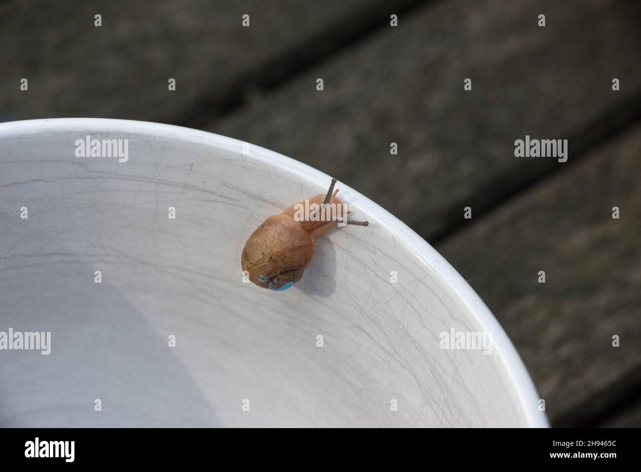 Roman snail baby hi-res stock photography and images - Alamy