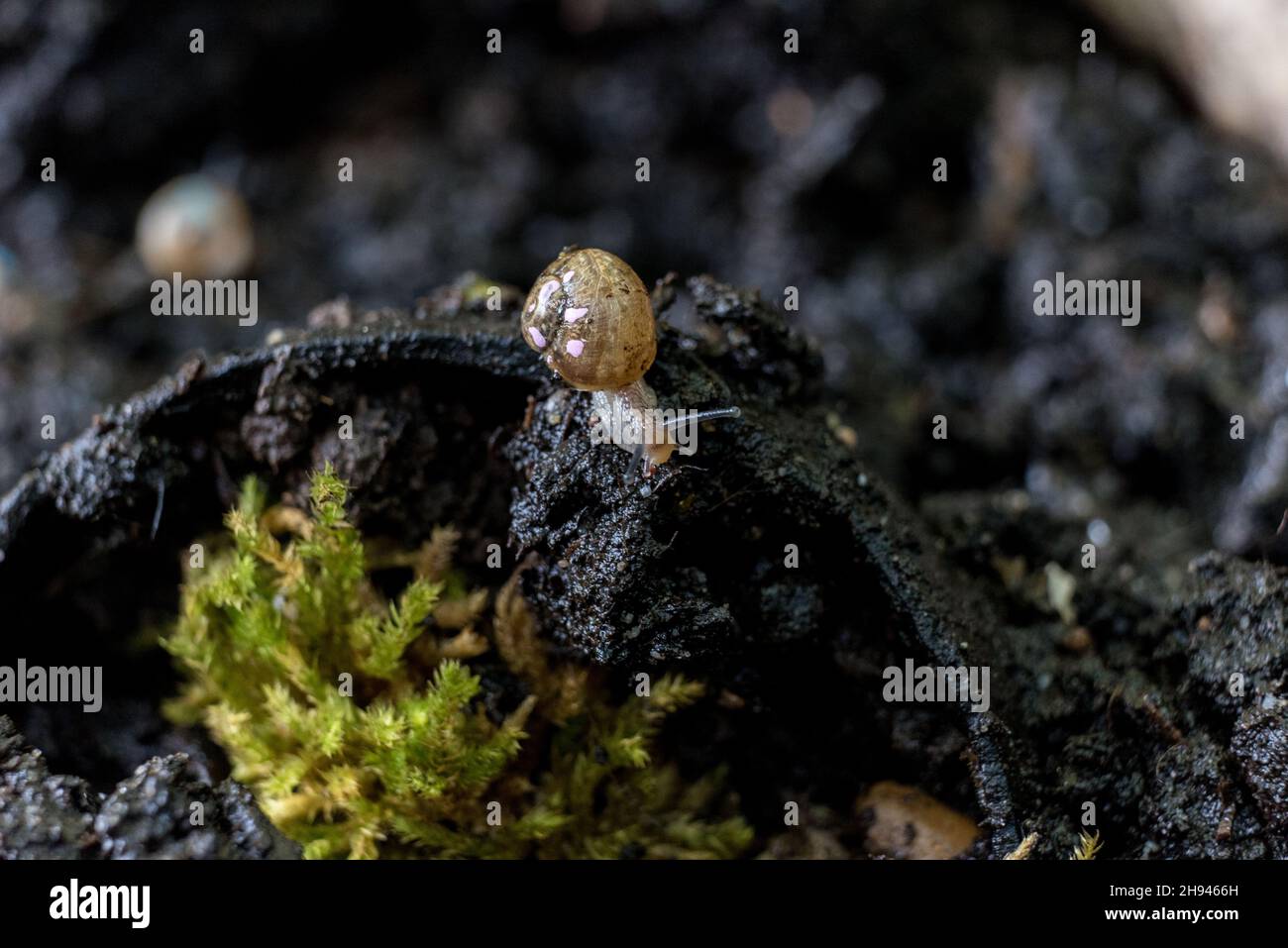 Roman snail baby hi-res stock photography and images - Alamy