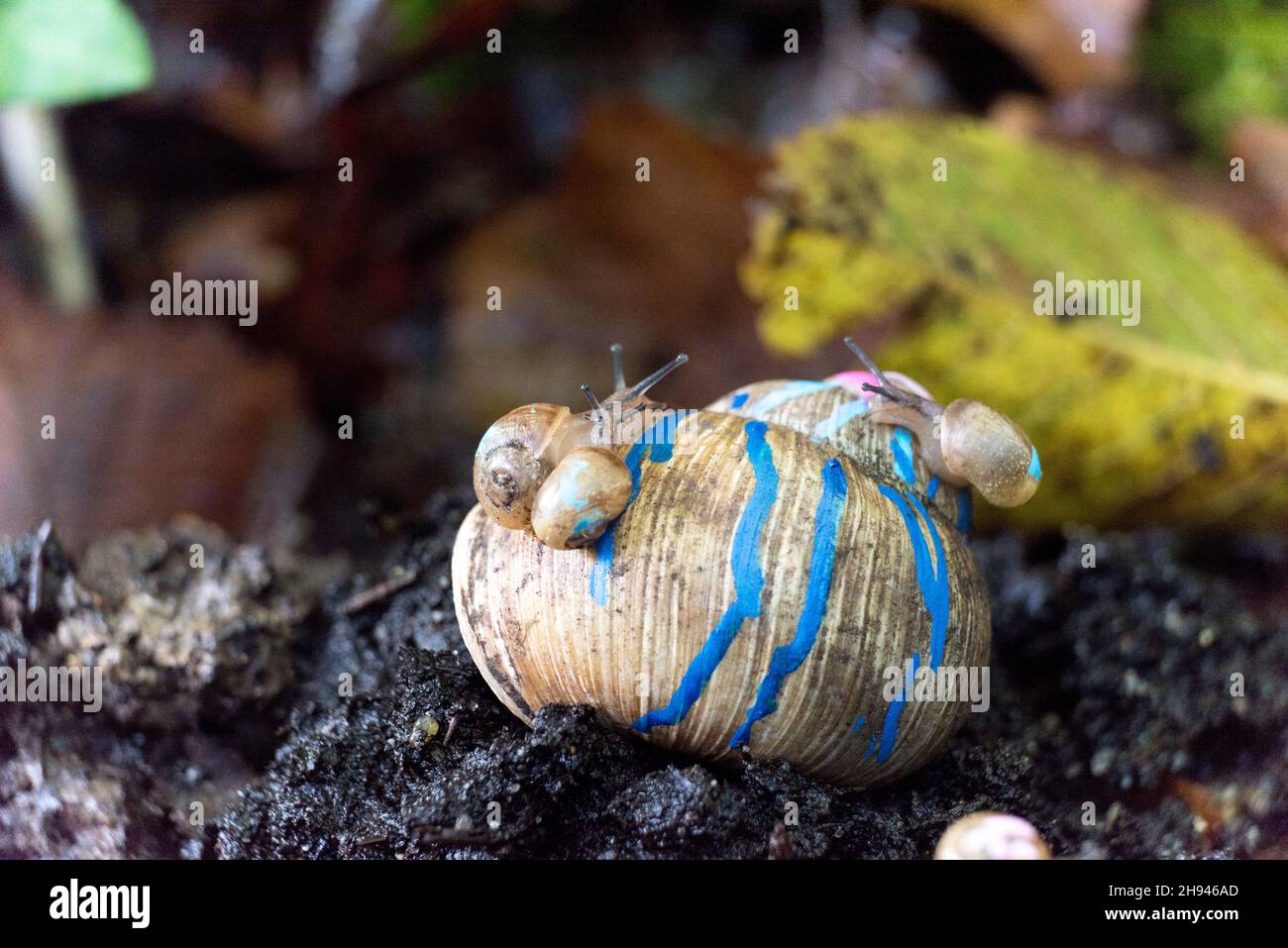 Roman snail baby hi-res stock photography and images - Alamy