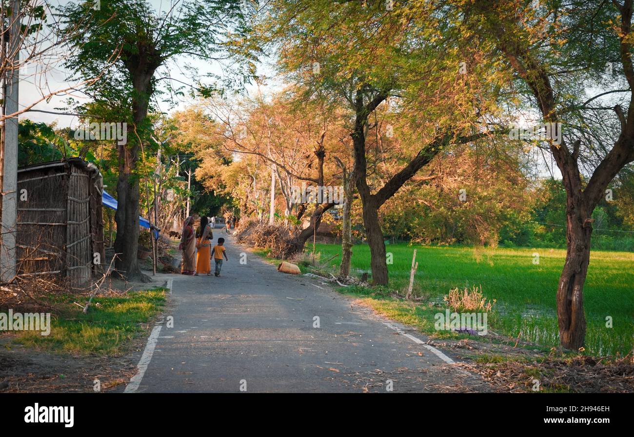 Natural holiday plant hi-res stock photography and images - Alamy