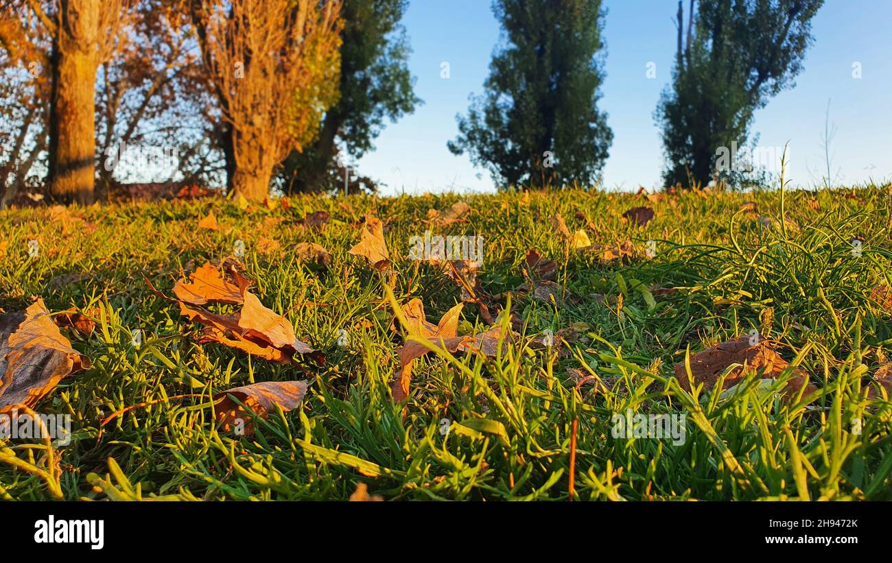 golden hour on grass Stock Photo - Alamy
