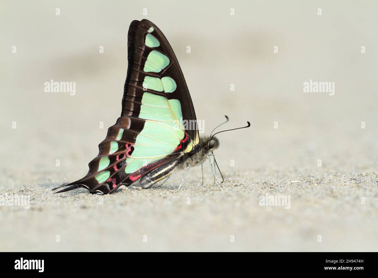 Himalayan butterfly hi-res stock photography and images - Alamy