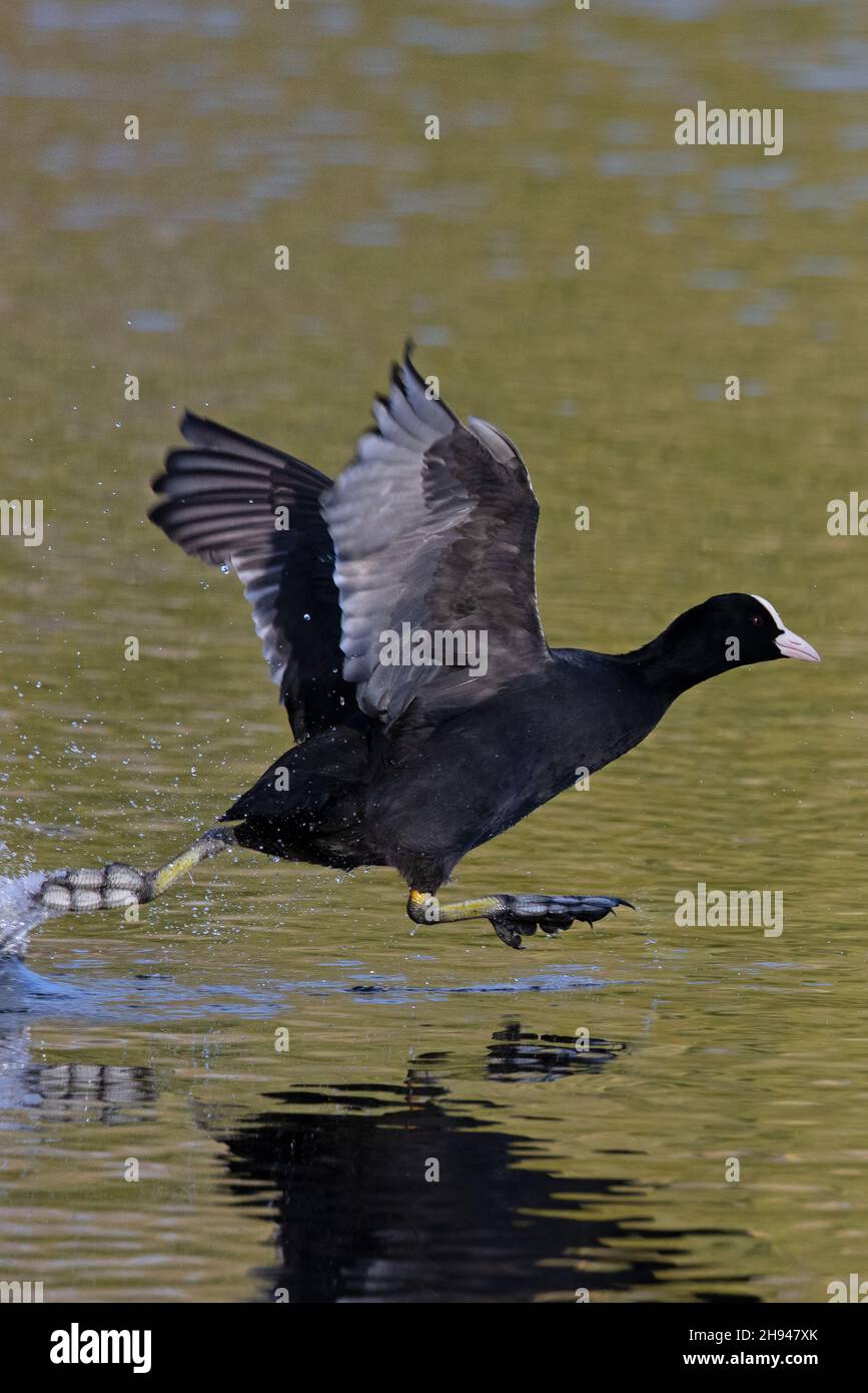 The broad uea lake hi-res stock photography and images - Alamy