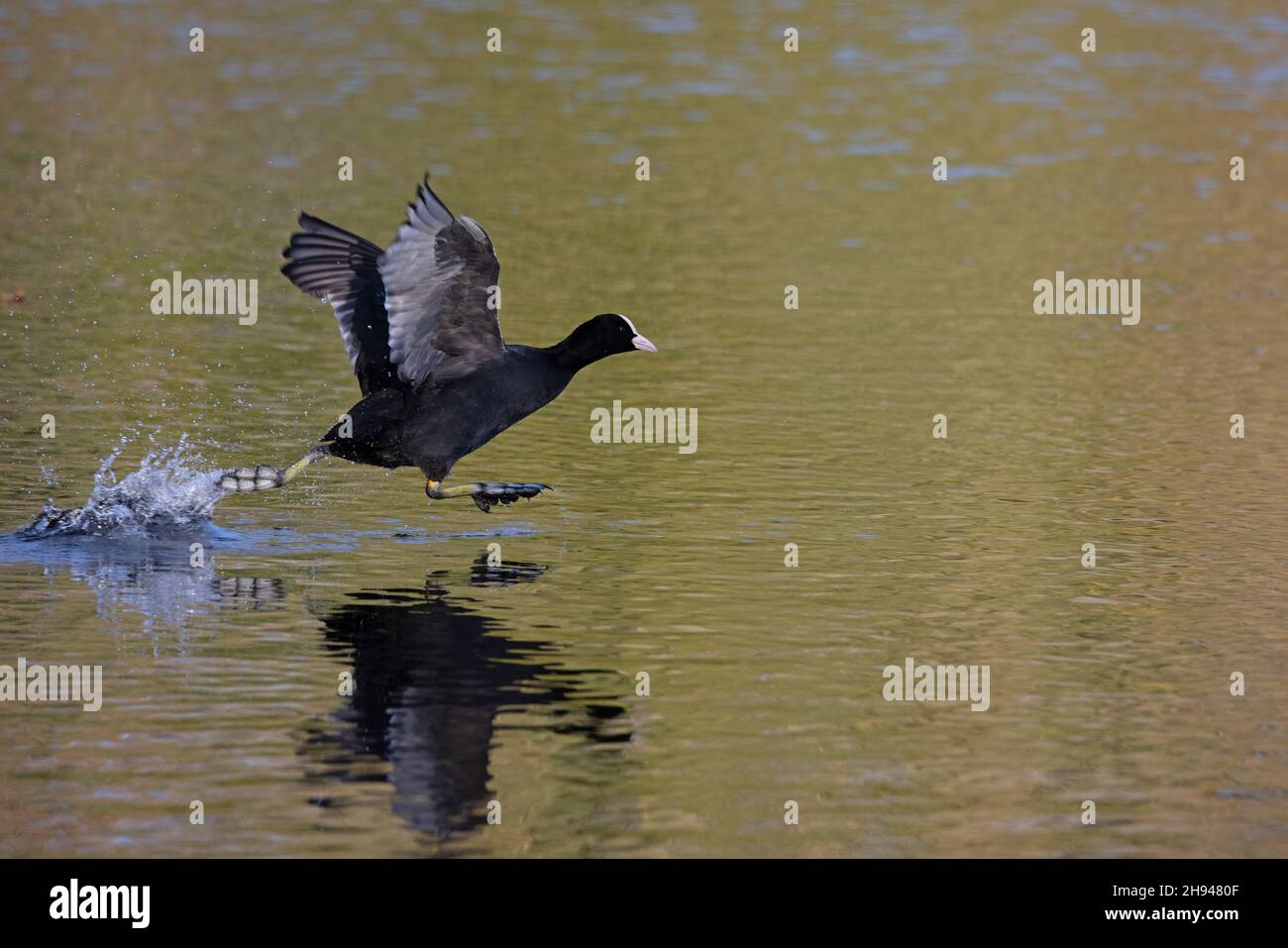 The broad uea lake hi-res stock photography and images - Alamy