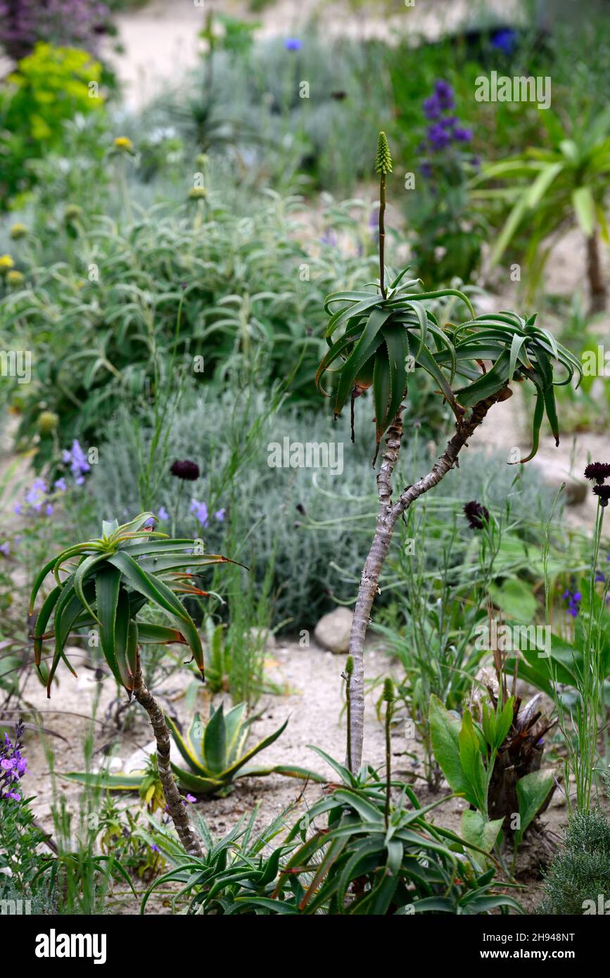 Desert planting scheme hi-res stock photography and images - Alamy