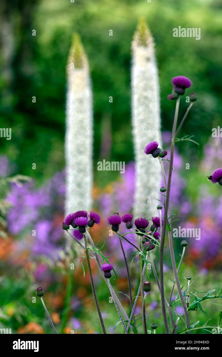 Brook thistle atropurpureum hi-res stock photography and images - Alamy