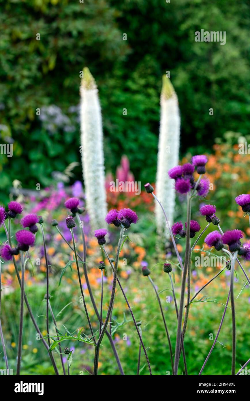Cirsium rivulare atropurpureum,Brook thistle,ornamental thistle,deep ...