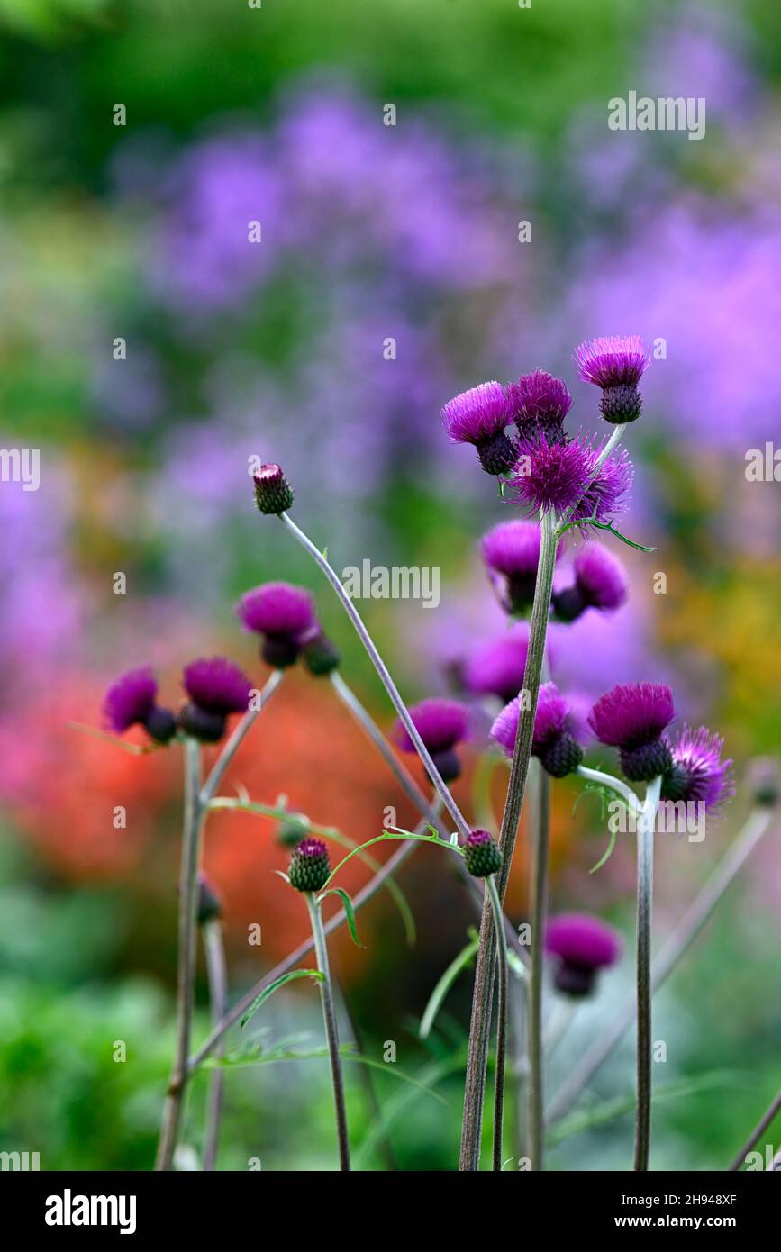 Cirsium rivulare atropurpureum,Brook thistle,ornamental thistle,deep ...